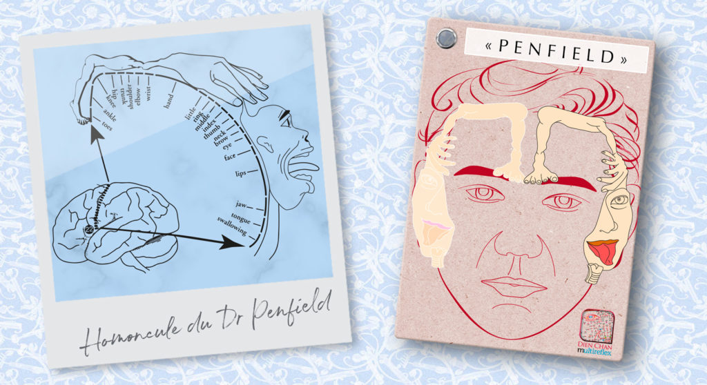 Schéma dit de «Penfield» - Les experts du Dien Chan